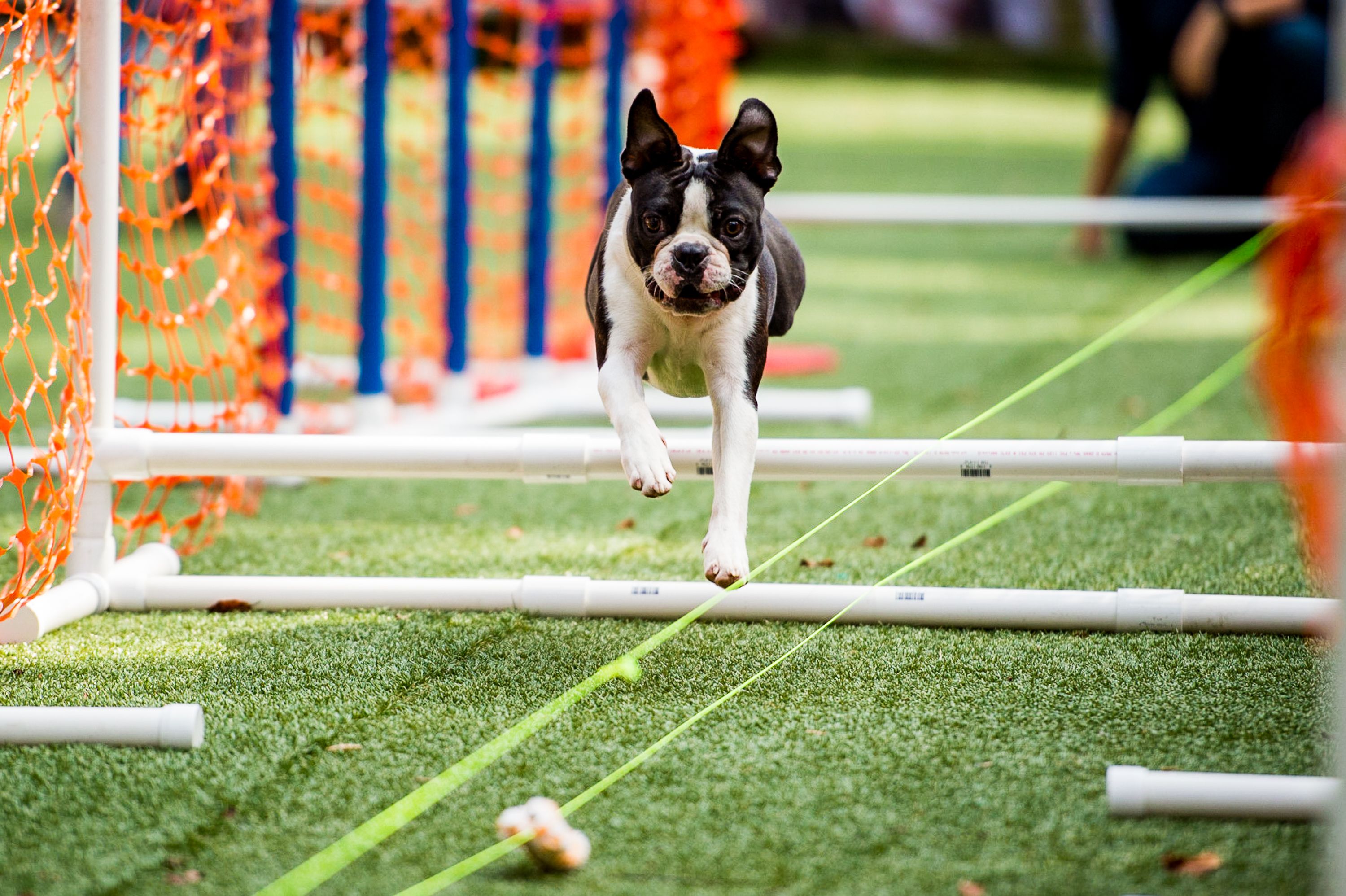 2024 Doggie Lure Course - West Chester Campus