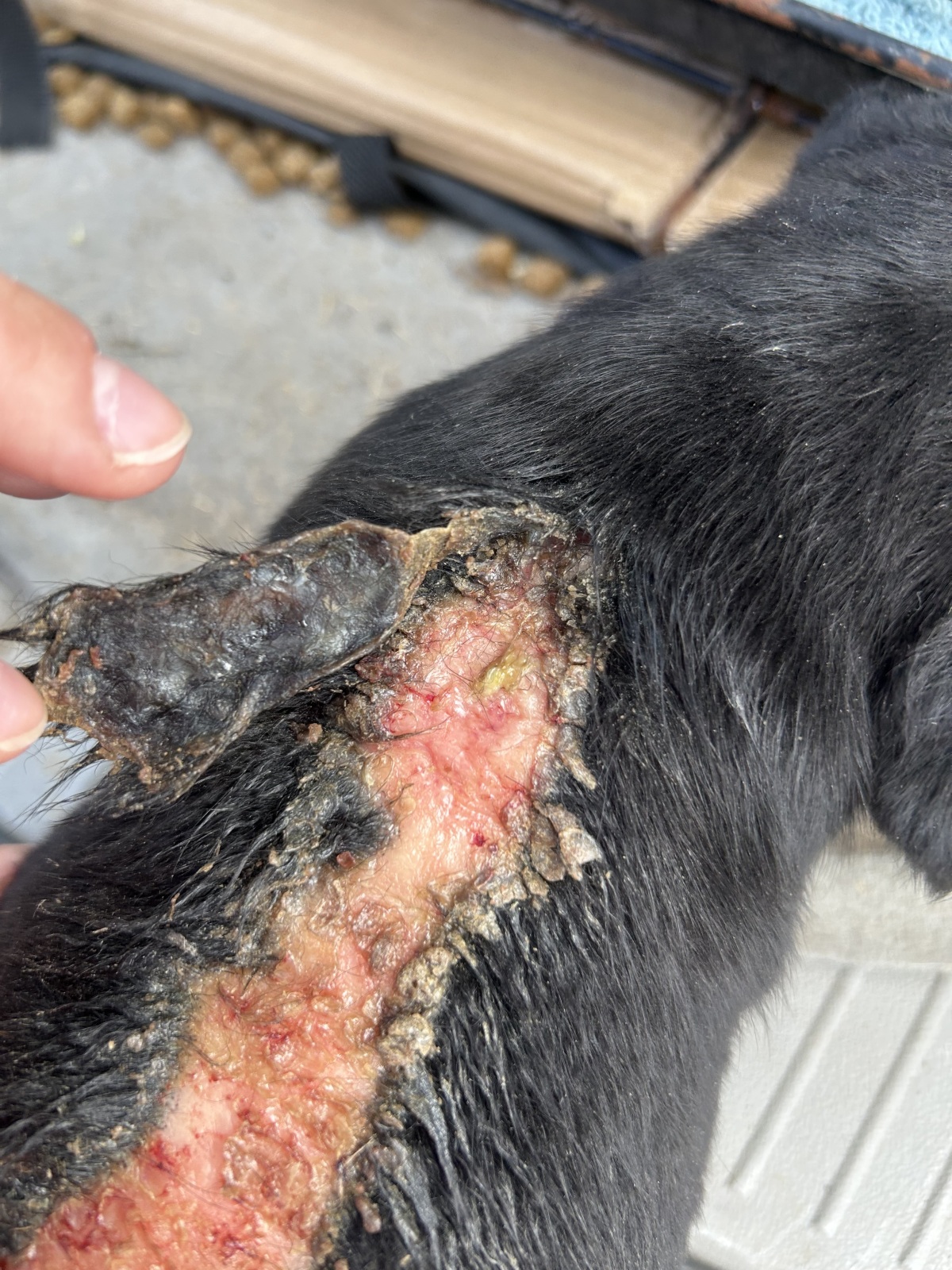 Help Heal Their Wounds--6 Puppies in Crisis